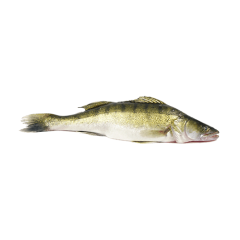 Snoekbaars online kopen — Vislokaal